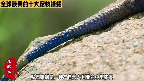 全球最贵十大宠物蜥蜴排行榜