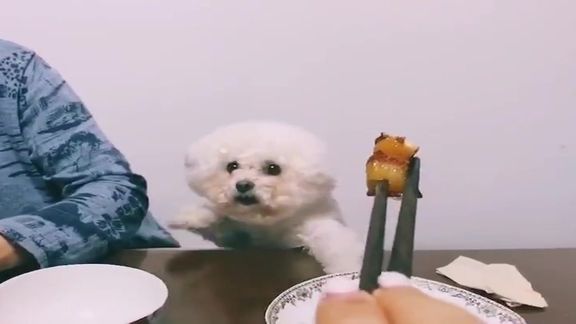 狗子:你管不管?这是人做的事?