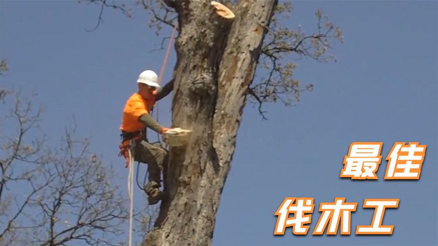 现场观看国外小伙在大树上高空砍伐树枝,砍伐很熟练看着非常轻松