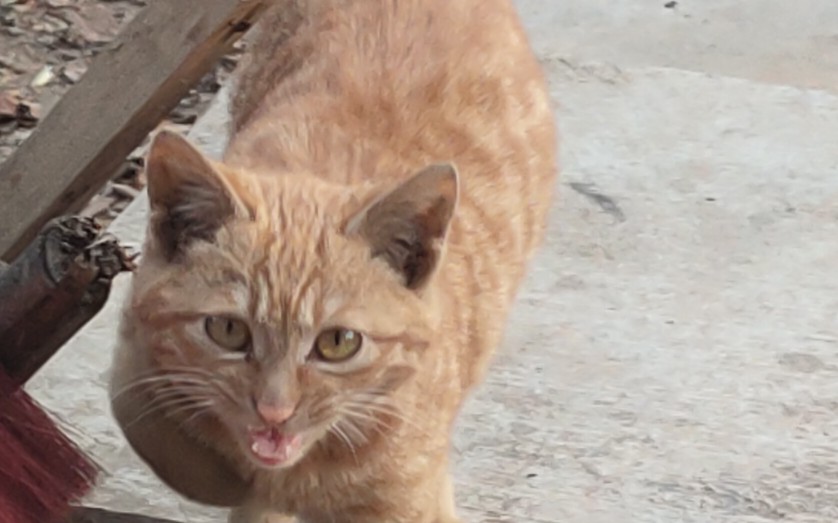 傲娇猫猫也有撒娇打滚的时候