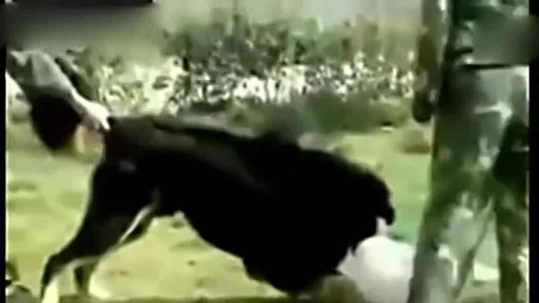 藏獒打架真实视频 藏獒打架真实视频 -资讯视频