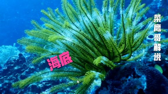 菜鹰哥解说:海底世界 海底的样子真美