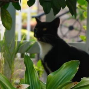 顶级花猫 