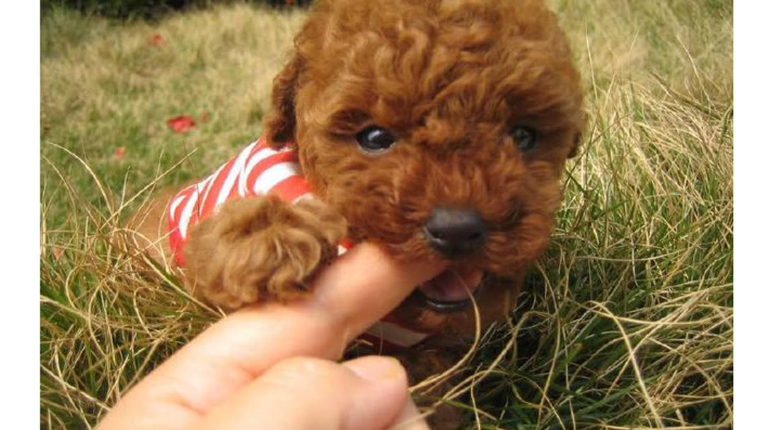 详解-如何训练狗狗上厕所(室内) -1