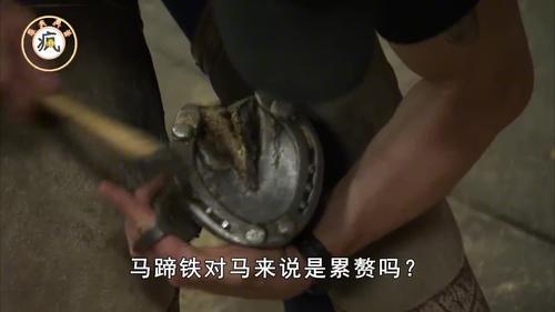 马蹄铁对马来说是累赘吗?为啥野马不需要钉,家马却离不开它?