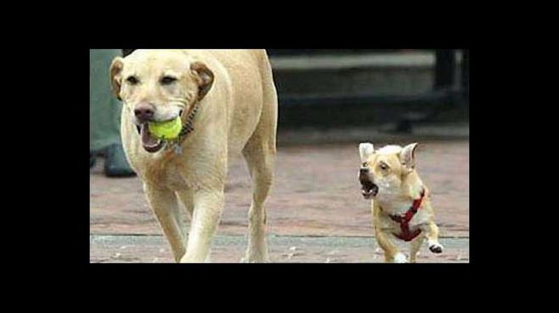 搞笑视频:这里有最好笑的狗狗来为你表演节目