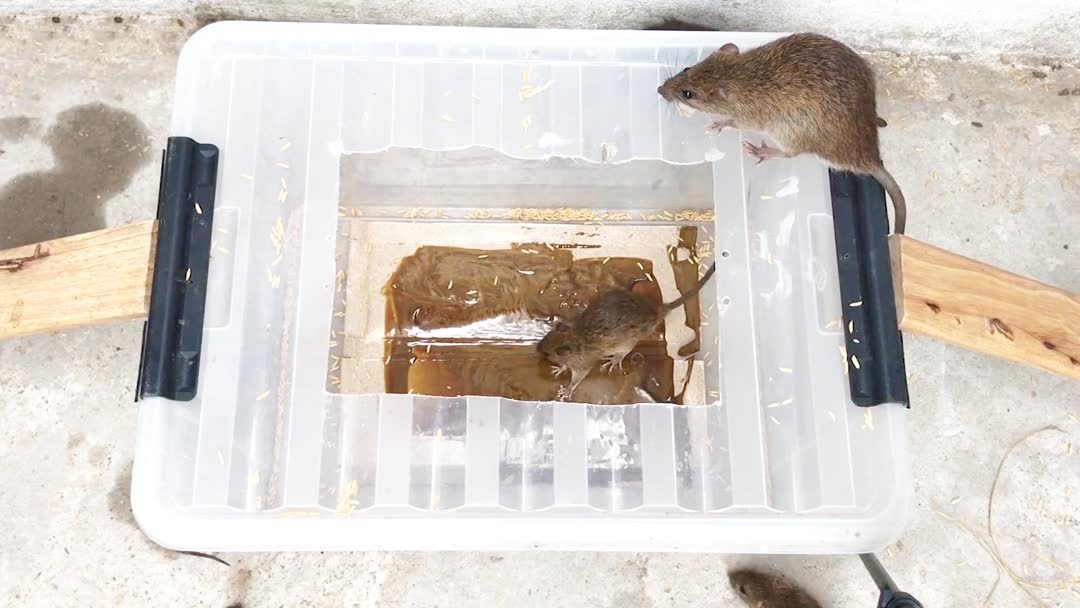 牛人绞尽脑汁制作双保险捕鼠笼,一晚上抓一窝,网友:太厉害了