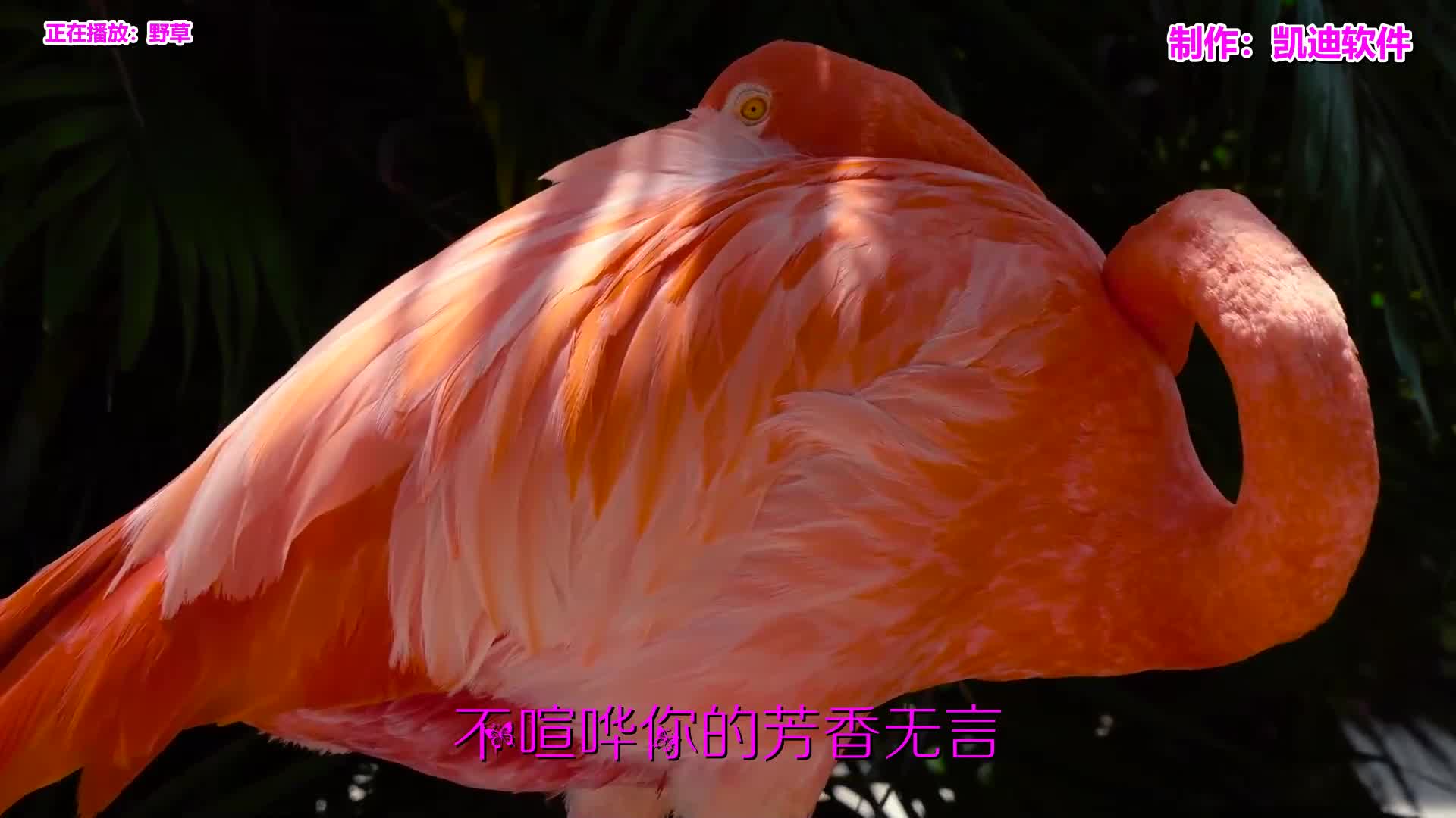 《野草》欣赏,手机上什么软件可以播放rmvb格式的视频