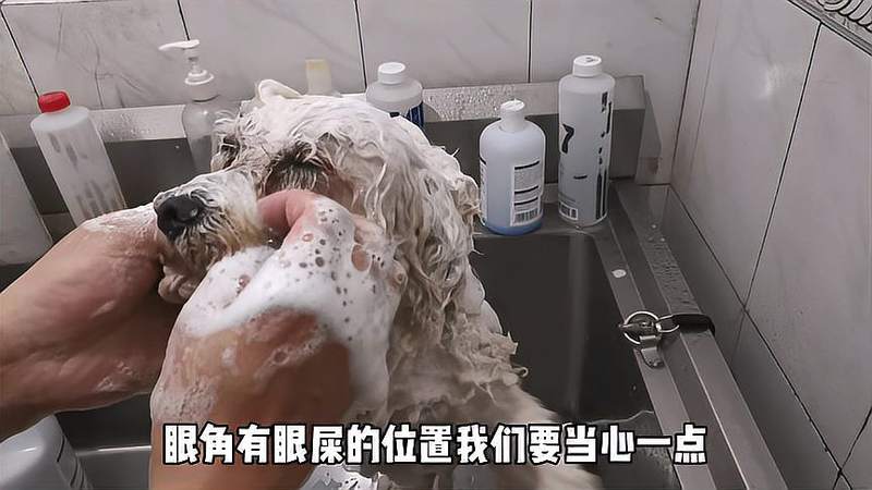 在家给狗狗洗澡正确的搓洗技巧，有了这些小技巧洗澡就更轻松了