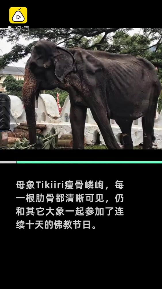 【拒绝动物表演!70岁皮包骨大象累瘫后去世,生前曾被迫盛装游行】...