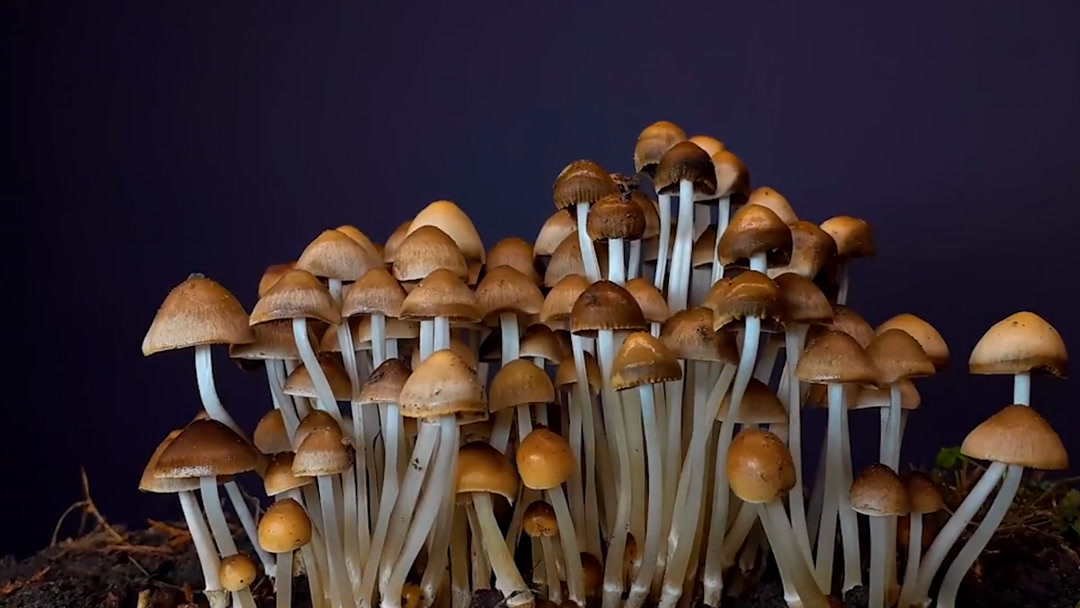 蘑菇能活多久?超清晰记录蘑菇的一生,太不可思议了