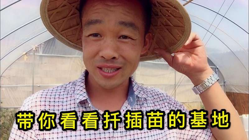 谢哥带你走进玫瑰花,种苗培育基地,花苗扦插生长过程