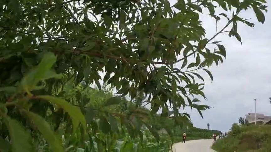 我的家乡在贵州,