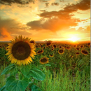 送你一瓶洗手液呀 