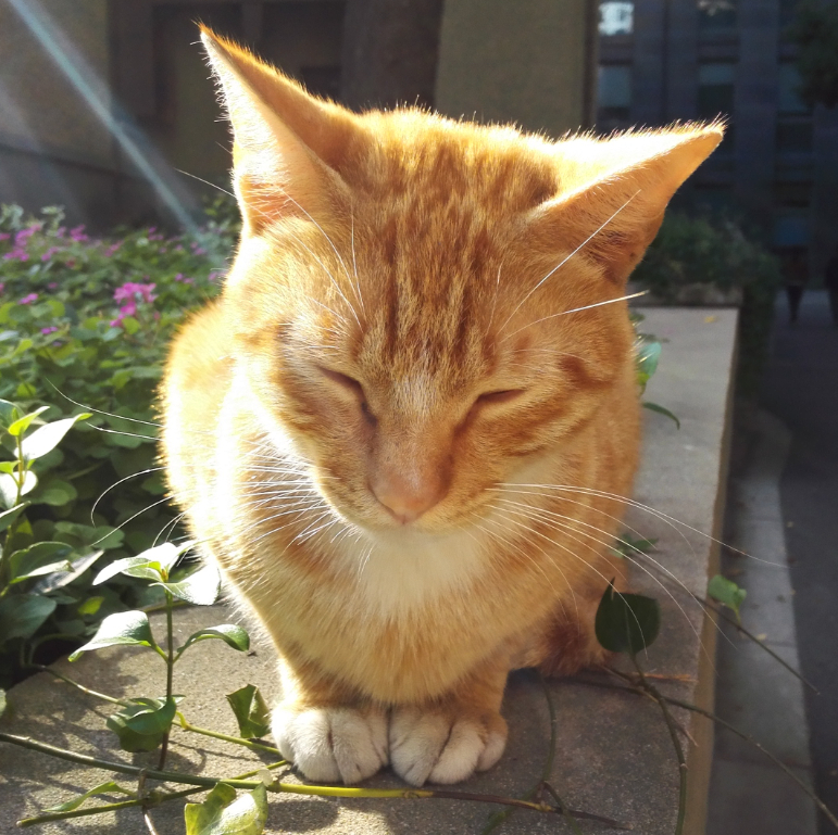 一米阳光吃苹果 