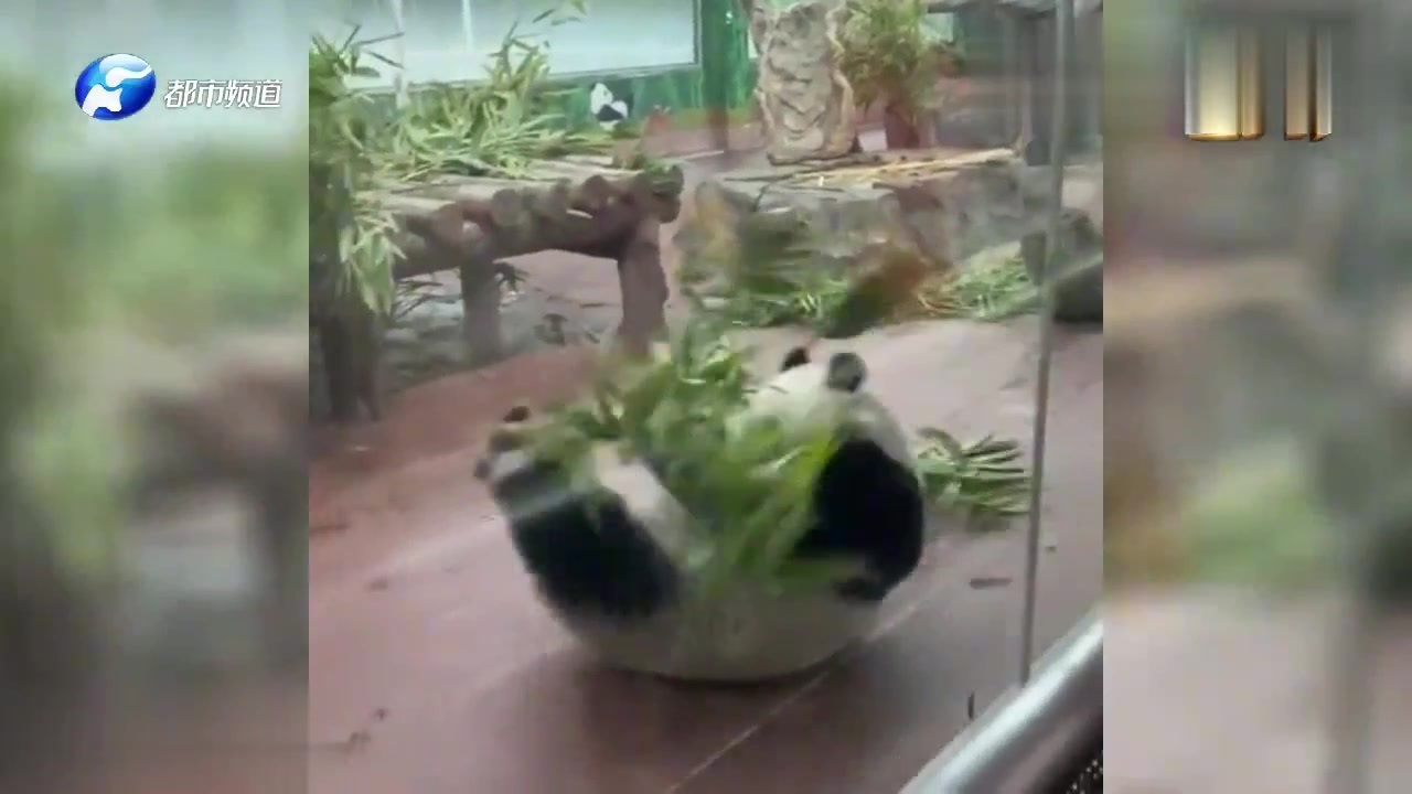 萌化了!动物园大熊猫连续翻滚,网友:妥妥一只"功夫熊猫"