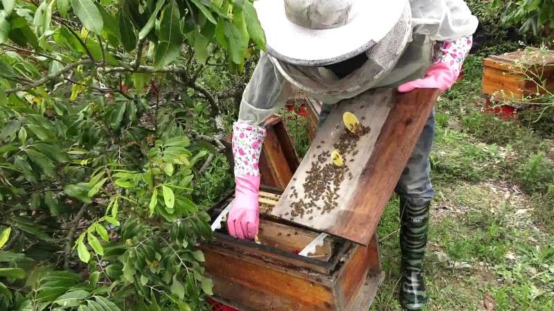 蜜蜂到了蜜源地了!接下来要怎样做?怎样做更安全