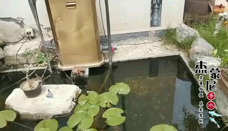庭院鱼池,使用鱼池过滤器一周后,水质清澈见底,净水我是最棒的