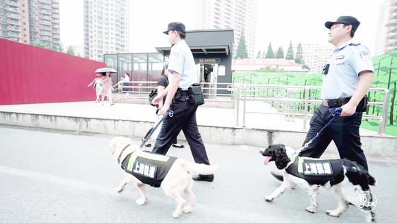 实拍呆萌警犬上海地铁搜爆巡逻,秒识10多种爆炸物,制服坏人!