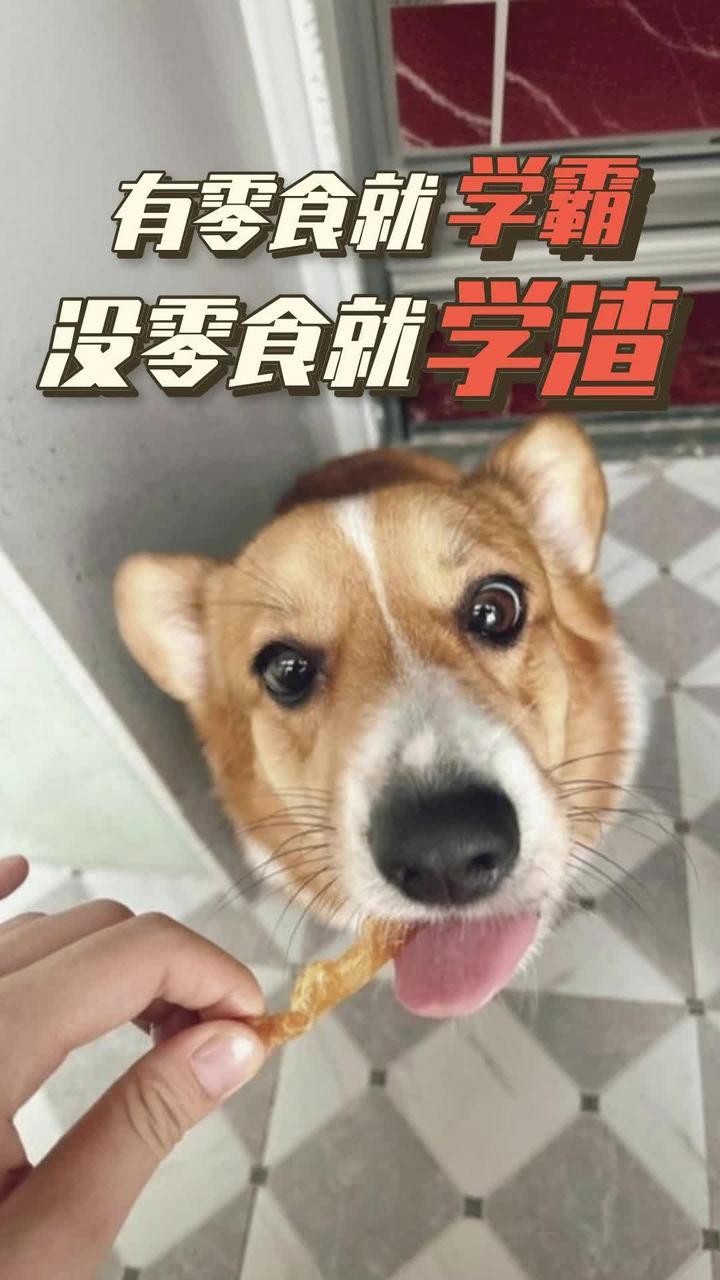 ...听指令,就不听话,不乖呢?#狗狗训练 #训犬 #养狗经验分享 #养狗小知识