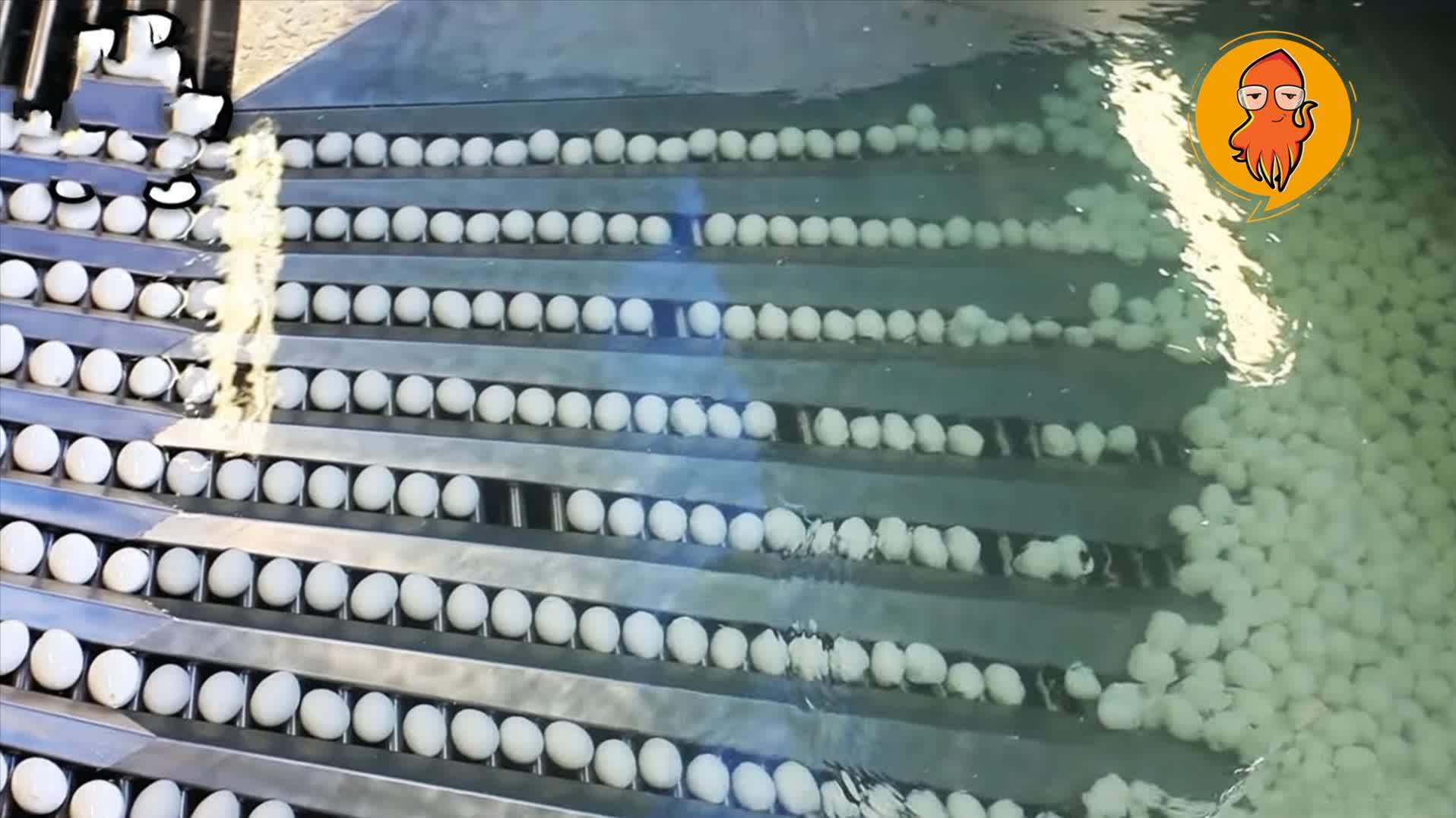 5种日常用品的工厂制作过程,全自动剥皮鸡蛋,从此解放双手?