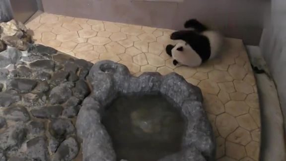 大熊猫痒痛难忍,躺在地上翻滚止不了,连忙跑去泡澡