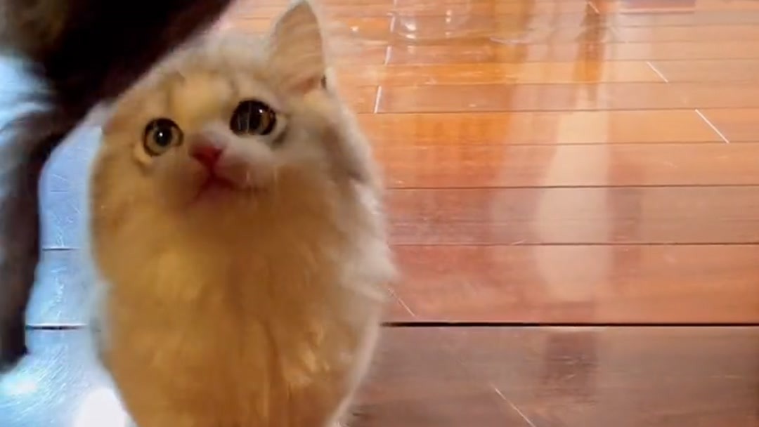 小猫咪抓老鼠的 现场教学。