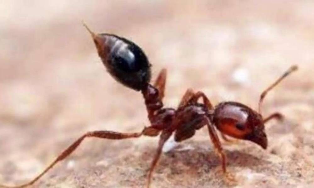 世界上最毒的蚂蚁,被它咬到后,2分钟内能危及性命