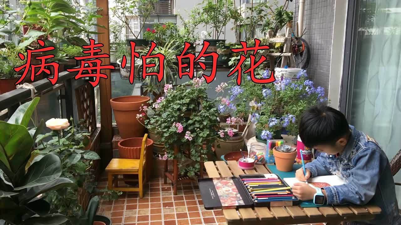 "病毒"最怕4种花,家里养1盆,疾病不上门!