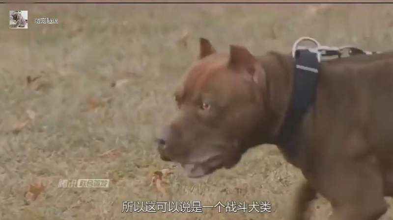 世界上最凶恶的狗,一旦打架不死不休,多国明令禁止饲养?