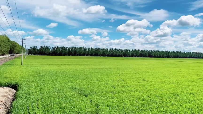 #收获的季节 #水稻之父袁隆平 #汇粮有机水稻种植基地 长势喜人