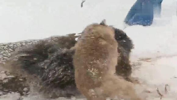 藏獒和狼群杠上了,展开一场激烈的厮杀,场面一度控制不住