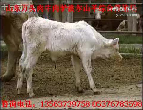 中国农业发展 中国畜牧业新闻 中国养殖业前景 养殖业致富经项目