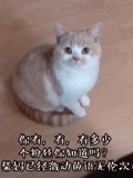 柴犬的突然爆红让柴妈很惊喜,今天激动的这个消息告诉本猫了#柴犬猫 ...