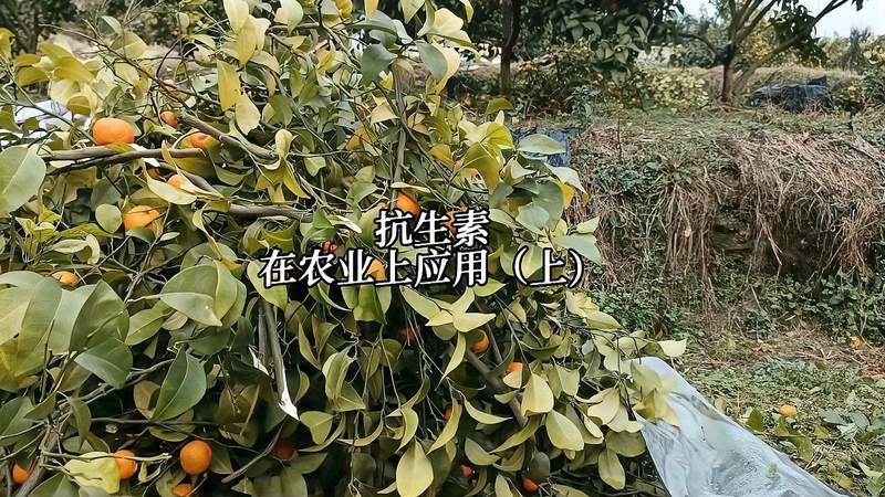 聊聊抗生素在农业上的使用