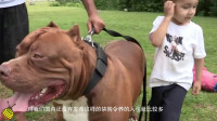 比特犬欺负小土狗正得意,不料对方叫来一群兄弟,比特犬瞬间秒怂