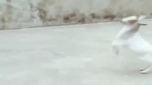 这羊的模仿能力真强，感觉要成精了！每个动作都没做错