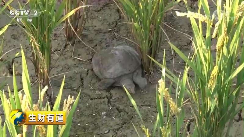 生态甲鱼养殖方法,无意中让他找到种植水稻的路子,可如何共生呢
