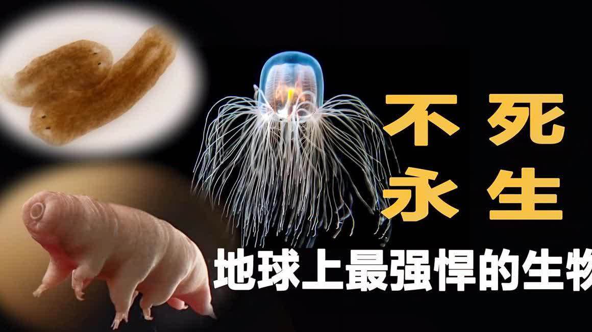 永生!不死!即使大卸八块依旧能存活的生物,再生能力堪称无敌