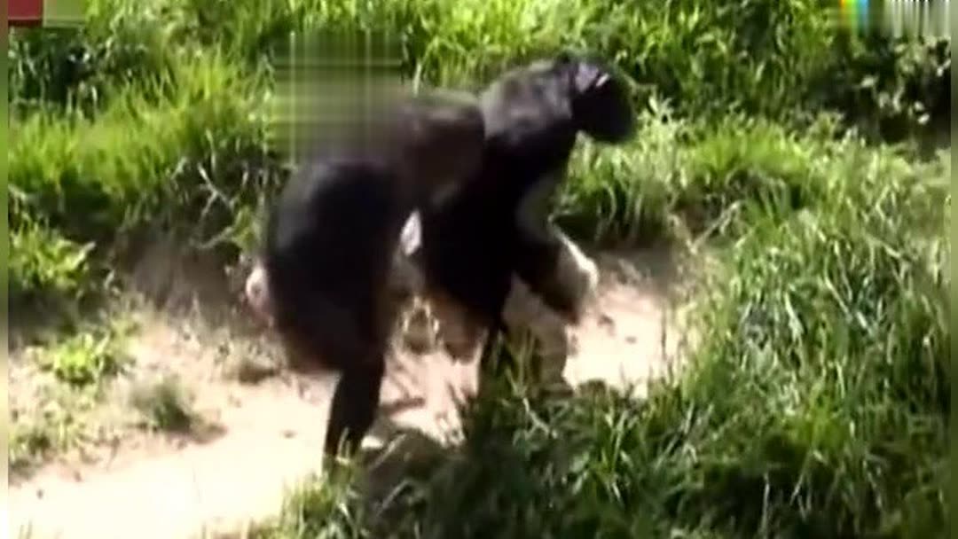 动物世界-敢问这些猴子成精了?