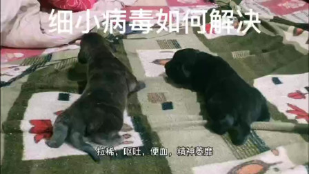 犬细小病毒如何治疗。