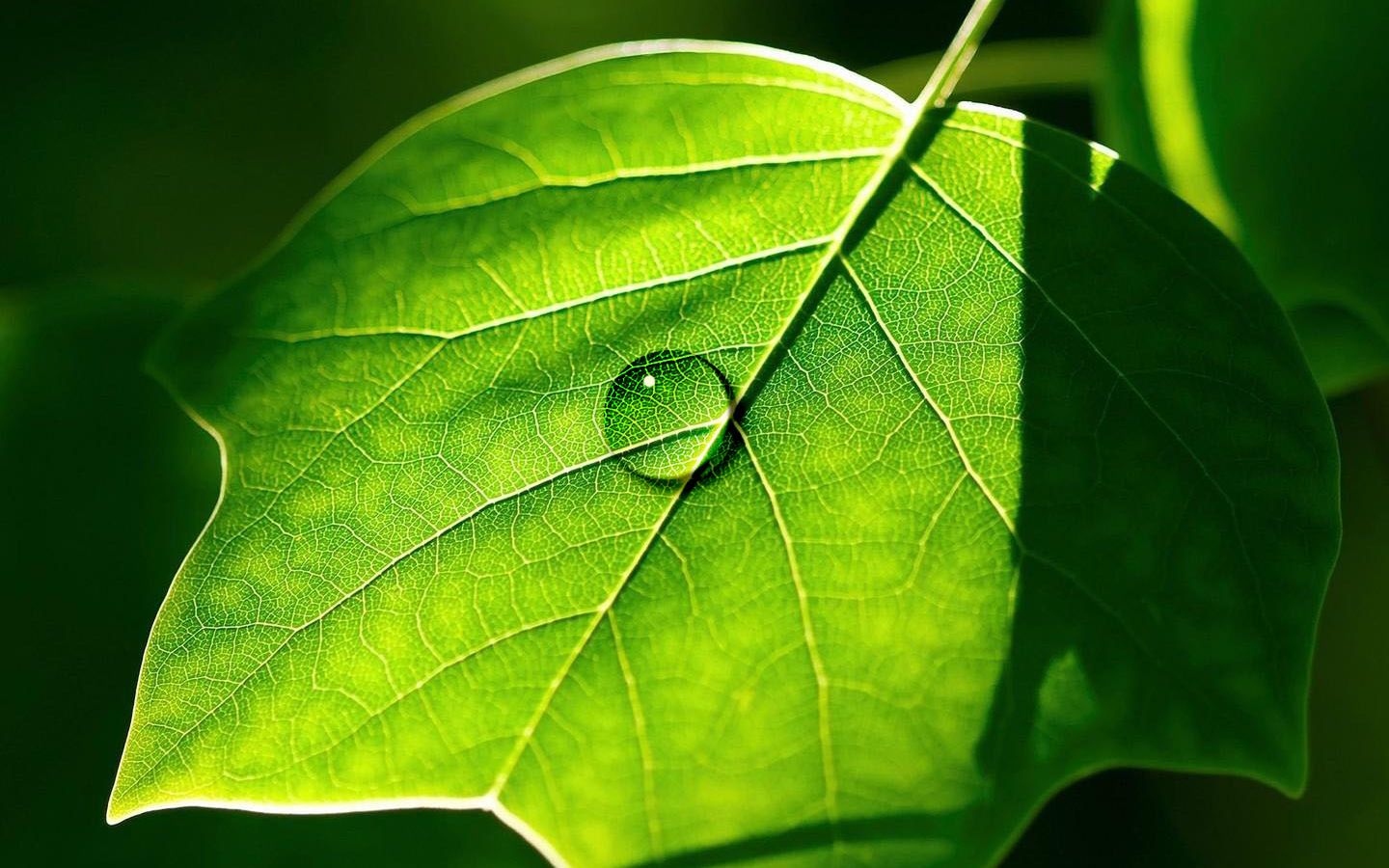 【PS技巧】绿叶水滴 混合选项与图层混合