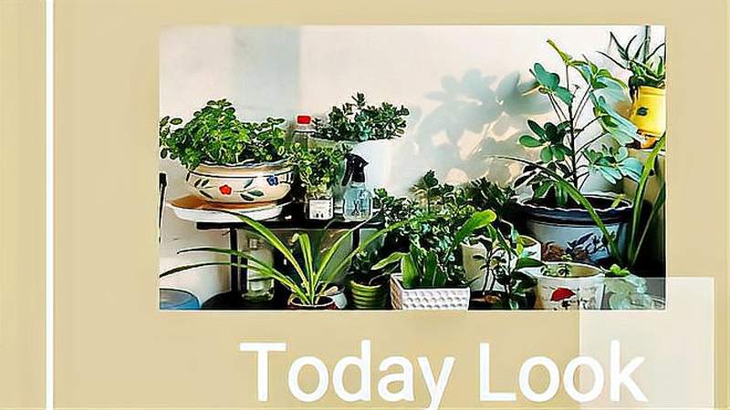 行程码完成了历史使命,13日零时要下线了