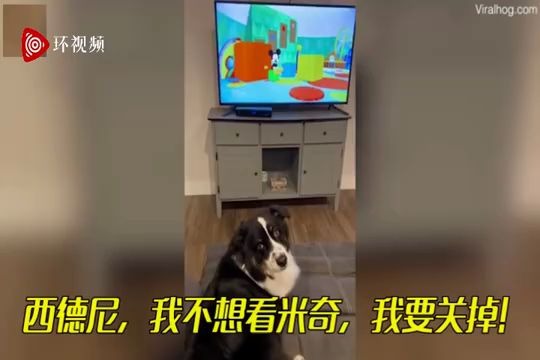 成精了!宠物狗爱看动画片 抓住遥控器阻止主人换台