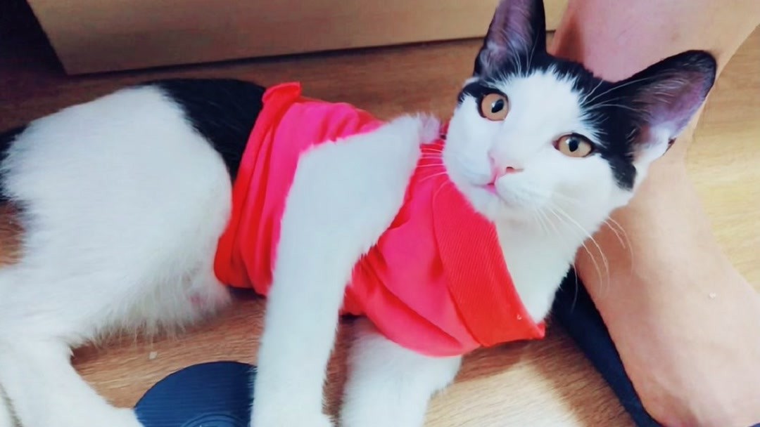 用旧衣服给猫咪做衣服,不用一针一线,穿起来真好看