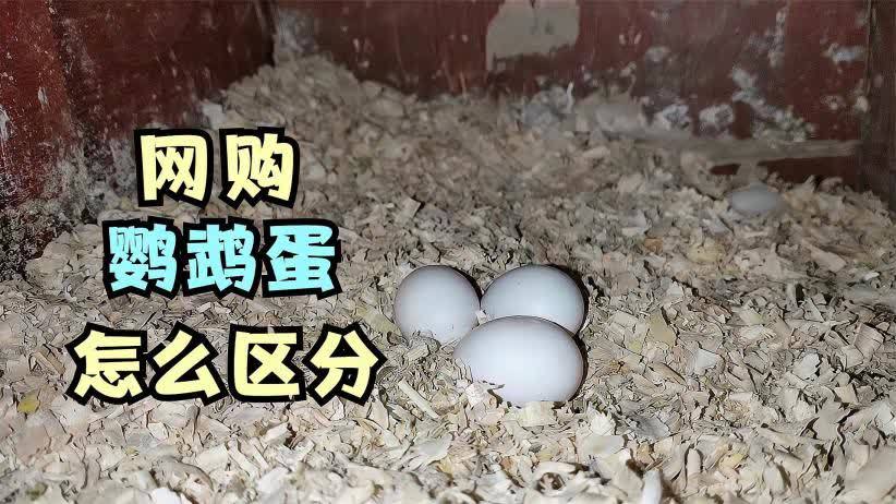 网购的鹦鹉蛋为什么有的是受精蛋,有的不是呢,是商家故意发的...