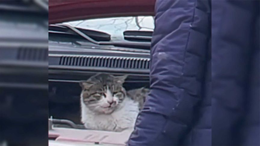 车主看到车旁有只腿受伤的猫咪瑟瑟发抖 他启动车辆,让猫咪取暖