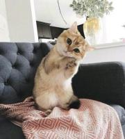 小猫的情感当铺 
