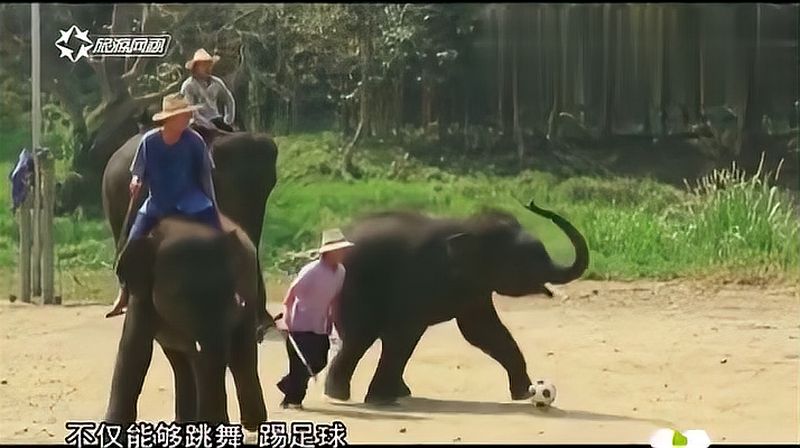 泰国的大象聪明绝顶,鼻子卷起画笔,一幅画就大功告成了!