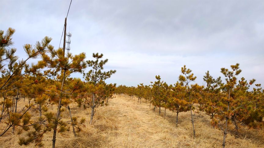 实拍山西:黄土高坡经过10年的植树造林,大家觉得效果怎么样?